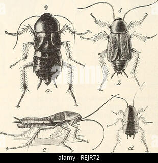 . Cockroaches and their control. Cockroaches. Figure 2.—The Australian ...