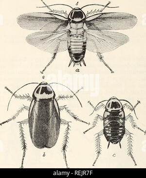 . Cockroaches and their control. Cockroaches. Figure 2.—The Australian ...