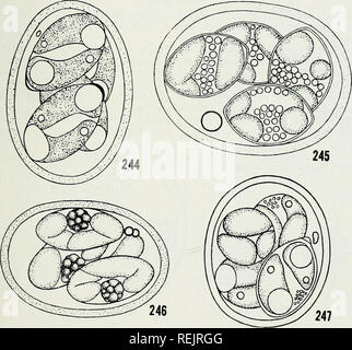 . The coccidian parasites (Protozoa, Sporozoa) of rodents. Coccidium ...