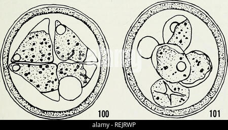 . The coccidian parasites (Protozoa, Sporozoa) of rodents. Coccidium ...