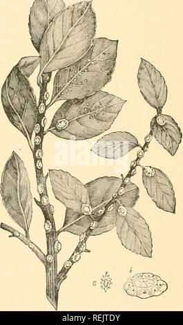 White wax scale insects Ceroplastes spp on new wood of laurel plant ...