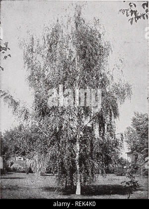 The pendulous tree Morus alba 'Pendula' Stock Photo - Alamy