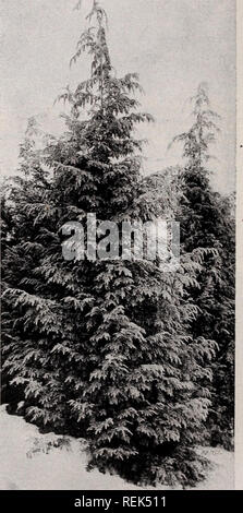 Japanese yew, pyramidal yew (Taxus cuspidata), as hedge Stock Photo - Alamy