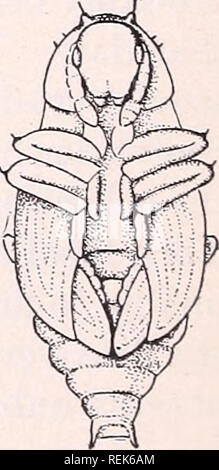 . The clover root-borer (Hylastinus obscurus Marsham). Roots (Botany ...