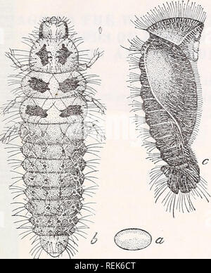 Bryobia praetiosa, clover mite Stock Photo - Alamy
