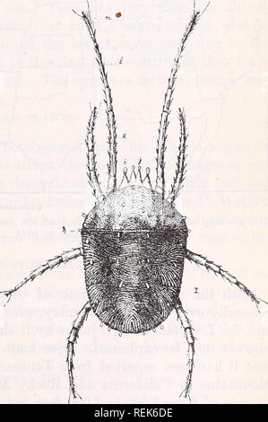 Bryobia praetiosa, clover mite Stock Photo - Alamy