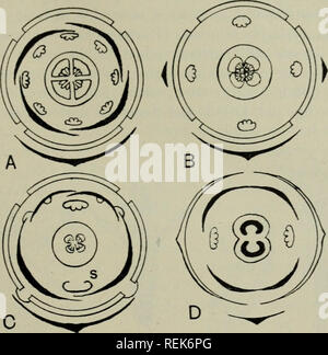 . The classification of flowering plants. Plants. Fig. 192. Floral ...