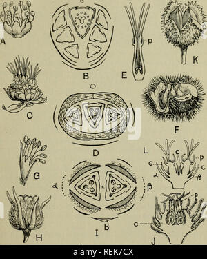 Female flower of Fagus sylvatica Stock Photo - Alamy