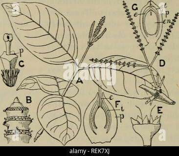 Gnetum latifolium Blume Gnetum latifolium Blume Stock Photo - Alamy