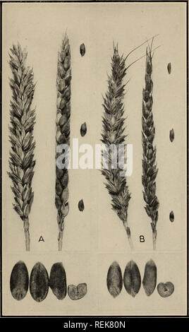 . Classification of American wheat varieties. Wheat; Wheat. Bui. 1074 ...