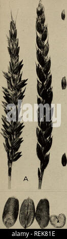 . Classification of American wheat varieties. Wheat; Wheat. Bui. 1074 ...