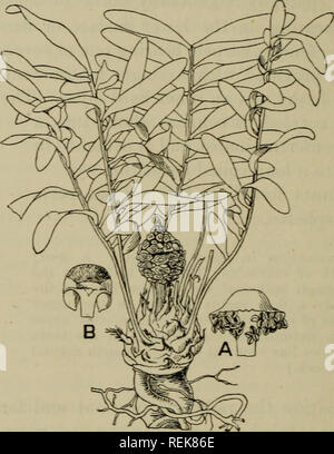 Zamia Female part Stock Photo - Alamy