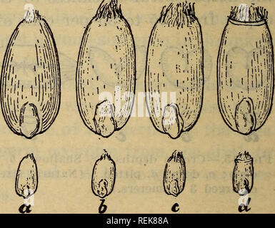 . Classification of American wheat varieties. Wheat; Wheat. Fig. 8 ...