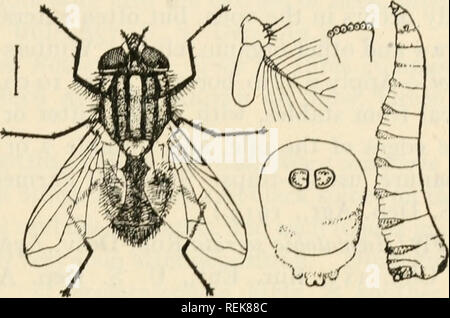 Musca domestica - life cycle Stock Photo - Alamy