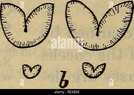 . Classification of American wheat varieties. Wheat; Wheat. Fig. 8 ...