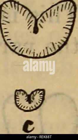 . Classification of American wheat varieties. Wheat; Wheat. Fig. 8 ...