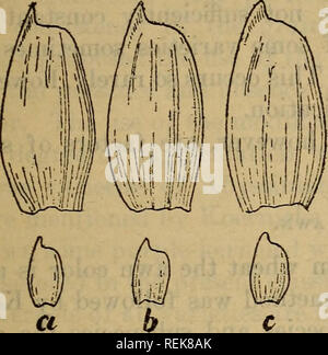 . Classification of American wheat varieties. Wheat; Wheat. Fig. 8 ...