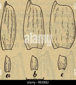 . Classification of American wheat varieties. Wheat; Wheat. Fig. 8 ...