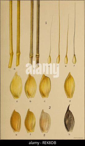 . Classification of American wheat varieties. Wheat; Wheat. Fig. 8 ...
