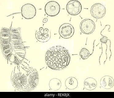 . The classification of lower organisms. Biology. Fig. 18.—a ...