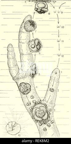 . The classification of lower organisms. Biology. The Classification of ...