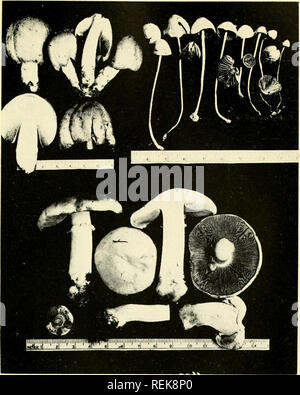 . The classification of lower organisms. Biology. Fig. 18.—a ...