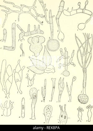 . The classification of lower organisms. Biology. Fig. 18.—a ...