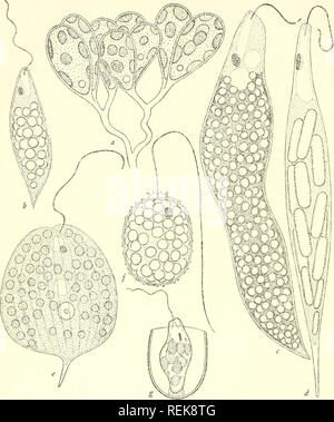 . The classification of lower organisms. Biology. Fig. 18.—a ...