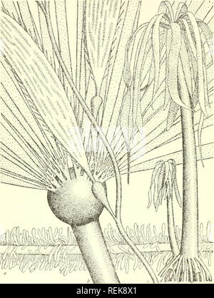 . The classification of lower organisms. Biology. Fig. 18.—a ...