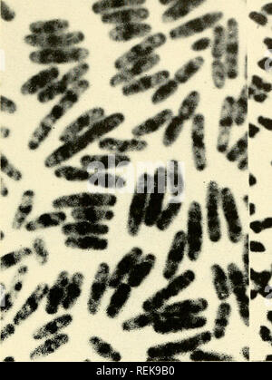 . The classification of lower organisms. Biology. Fig. 18.—a ...