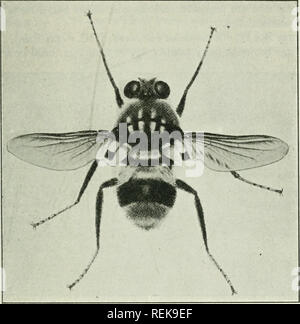 ox warble fly, northern cattle grub (Hypoderma bovis), sitting Stock ...