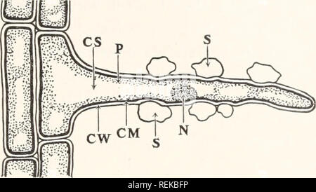 Root Hair Cell Labeled Root Hair Cell Diagram Royalty Free Images,