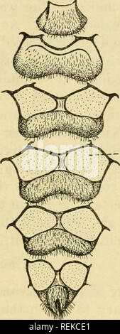 . Circular. Insect pests; Insect pests. 8 MANIPULATION OF WAX SCALES OF ...