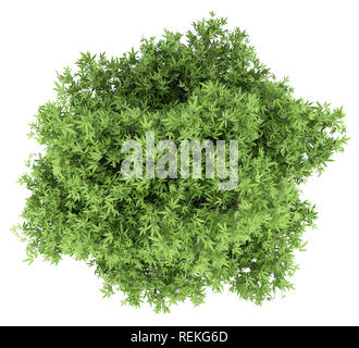 mango tree isolated on white background. top view. 3d illustration ...