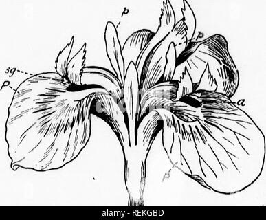 . Elementary botany [microform]. Botany; Botanique. i6 FOLIAGE-LEAVES ...
