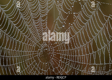 Spiderweb covered in dew macrophotography in black and white to add a ...