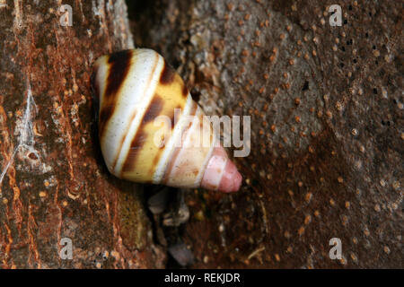 Colorful Liguus Tree Snails in a Gumbo Limbo Treee in Everglades ...