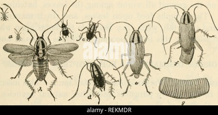 Dead brown cockroach on light grey marble background, closeup. Pest ...