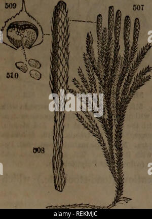 This botany class-book outlines plant structure, physiology, and ...