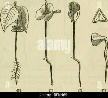 This section from the 'Class-book of Botany' features Vernonia ...