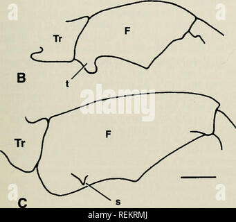 . A cladistic analysis and classification of the subgenera and genera ...