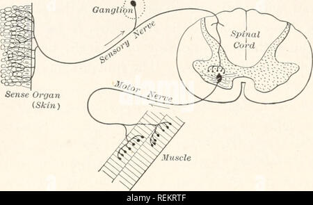 Diagram of the path of a simple nervous reflex action Stock Photo - Alamy
