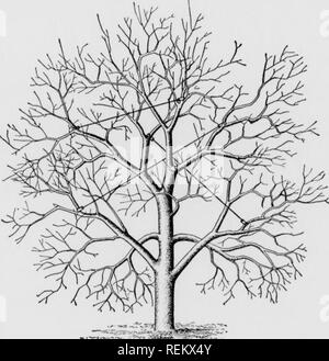 Fig tree branches loaded with fruit Stock Photo - Alamy