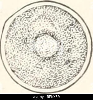 Single-celled organisms under the microscope Stock Photo - Alamy