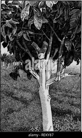 Sawed off branch wound on Acer rubrum 'Schlesingeri' - Red Maple tree ...