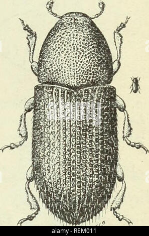 . The clover root-borer (Hylastinus obscurus Marsham). Roots (Botany ...