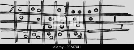 Pinus cubensis Pinus cubensis Stock Photo - Alamy