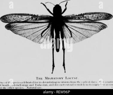 Nik nik ml Stock Photo - Alamy