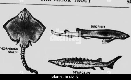 large halibut in a aquarium Stock Photo - Alamy