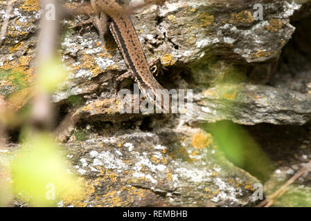 Macro shot of a lizard. Early spring. Nature is awakening. Reptiles ...